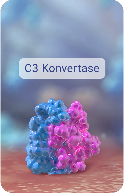 Das Komplement System