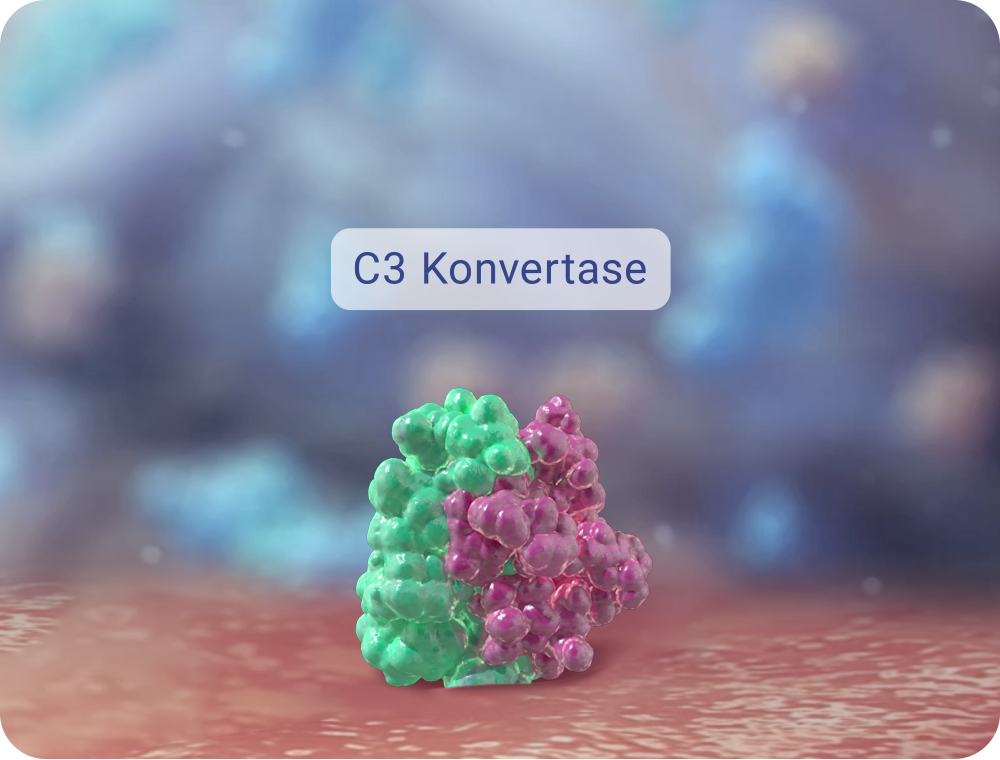 Das Komplement System